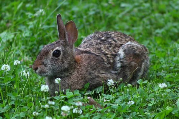 동부 cottontail 토끼 Stock Photos, Royalty Free 동부 cottontail 토끼 Images ...