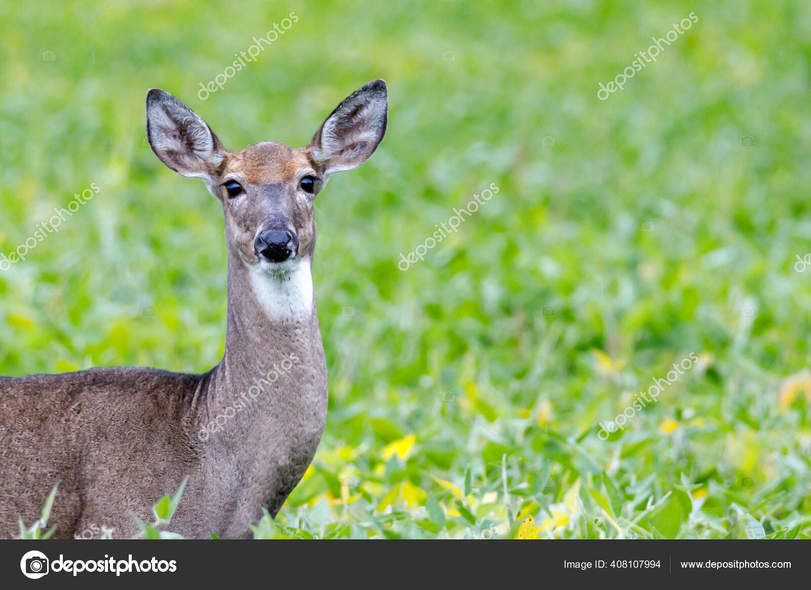 Close Alert White Tailed Doe Soybean Field Late Summer Selective Stock ...