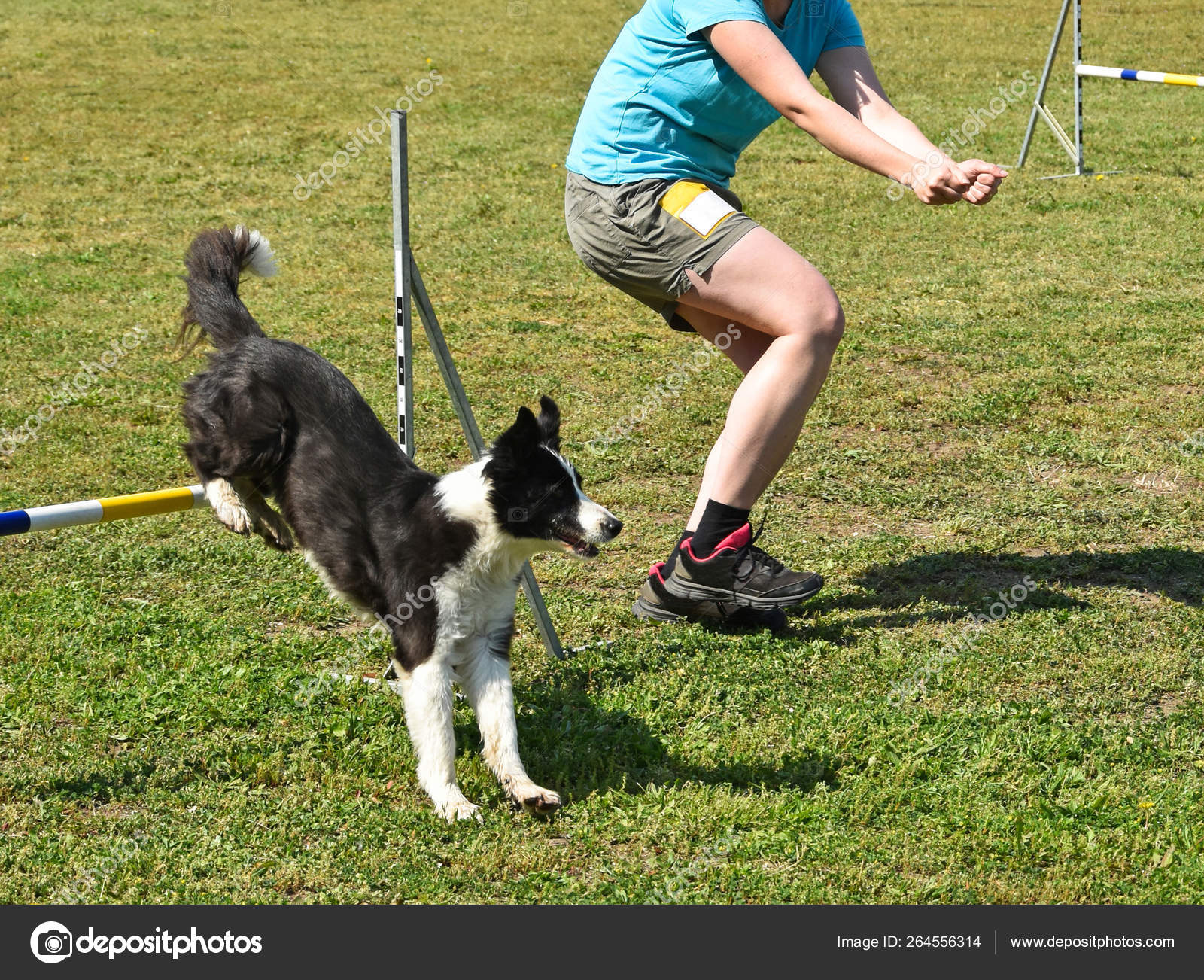 Dog agility contest — Stock Photo © majorosl66 #264556314
