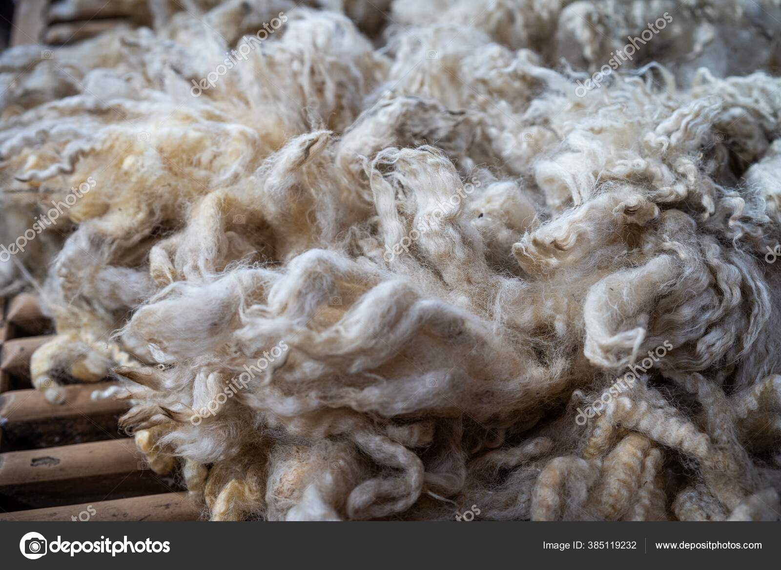 Sheared Lamb Sheep Wool Table — Stock Photo © fadhli.adnan19@gmail.com ...