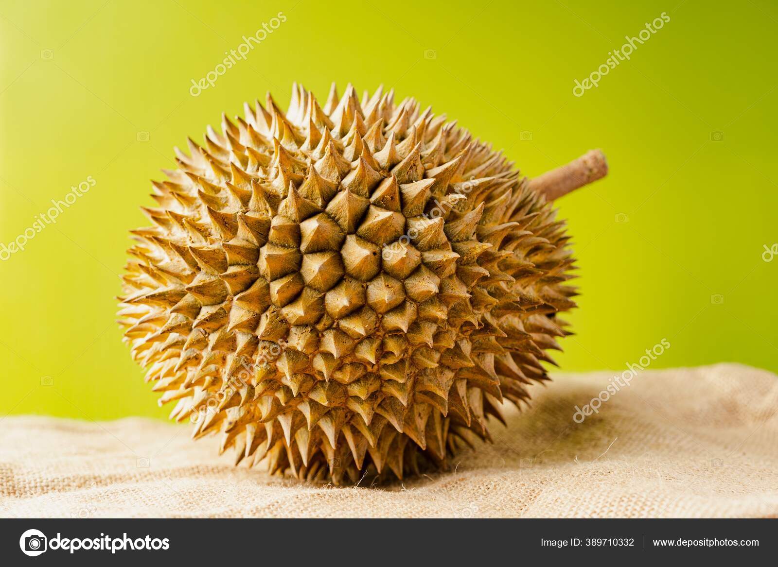 Durian Fruit Several Tree Species Belonging Genus Durio Recognised ...