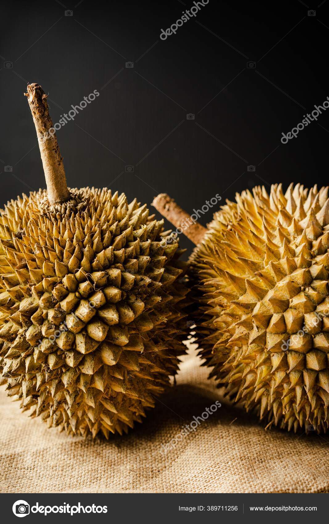 Durian Fruit Several Tree Species Belonging Genus Durio Recognised ...
