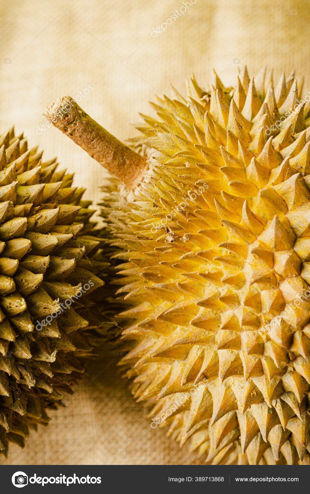 Durian Fruit Several Tree Species Belonging Genus Durio Recognised ...