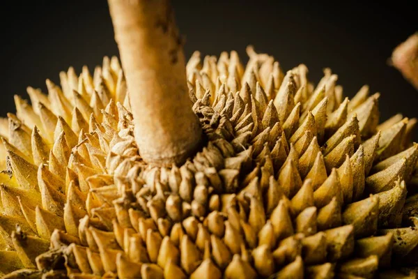 El durian es el fruto de varias especies de rboles pertenecientes al g ...