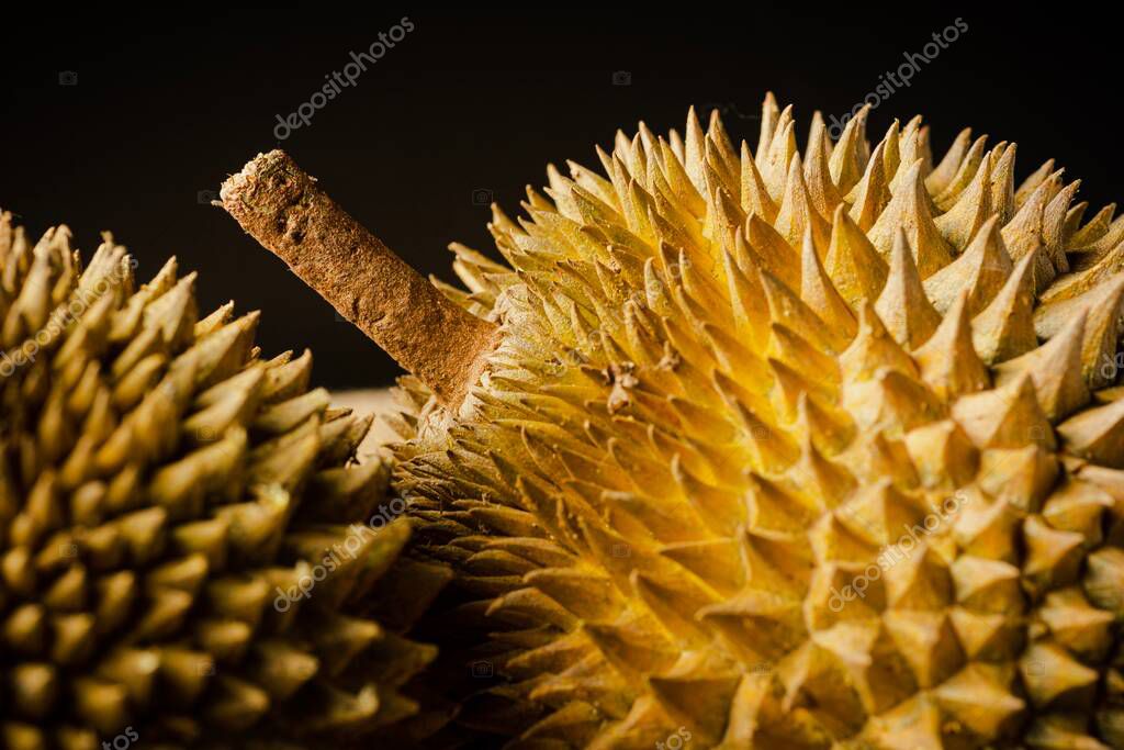 El durian es el fruto de varias especies de árboles pertenecientes al ...
