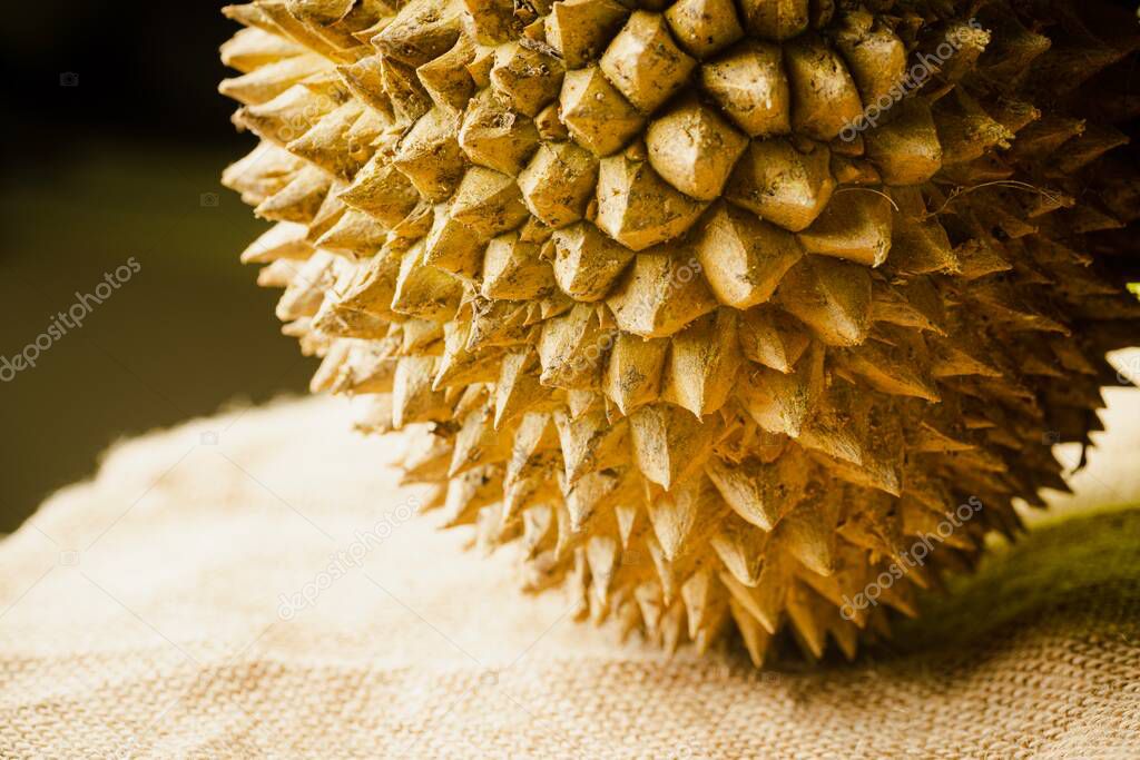 El durian es el fruto de varias especies de árboles pertenecientes al ...