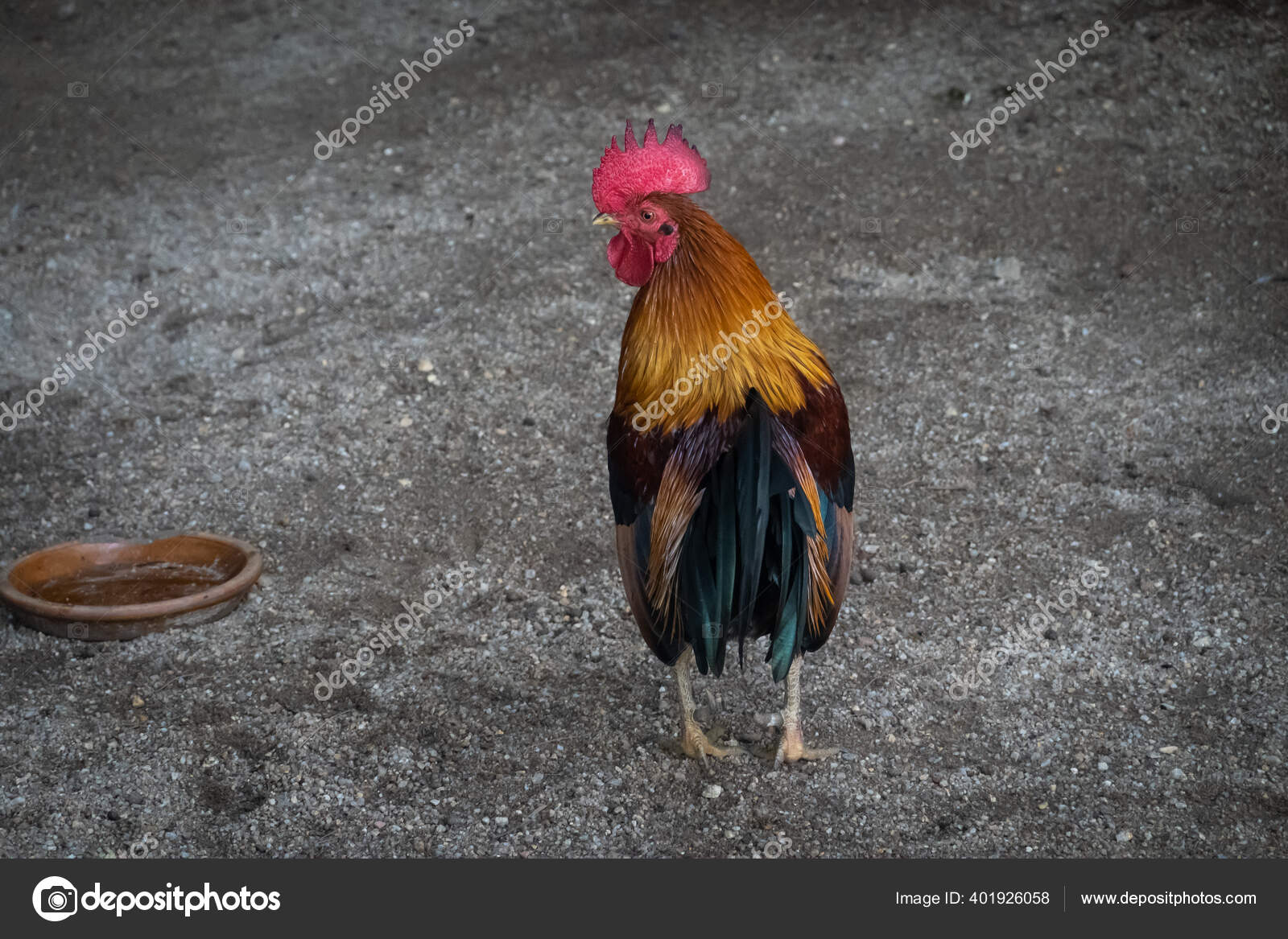 Rooster Chicken Cage Petting Zoo — Stock Photo © fadhli.adnan19@gmail ...