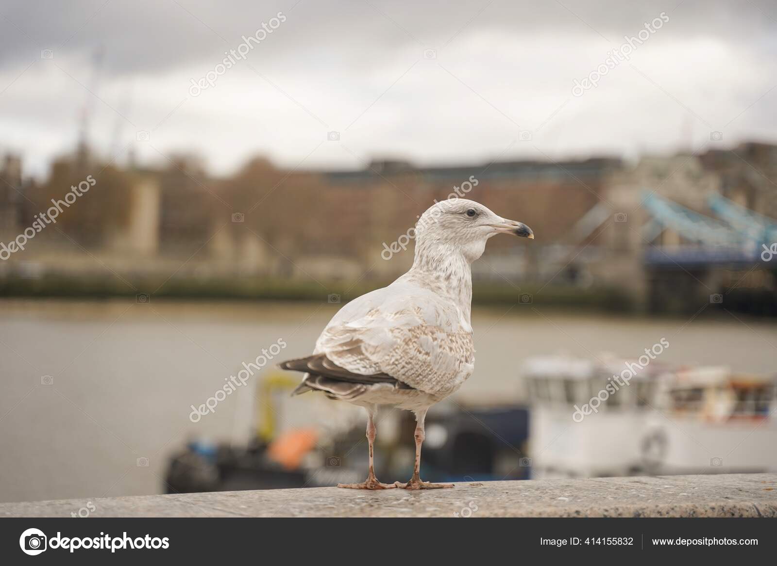 Closed Shot Seagull Tower Bridge London Cloudy Day Stock Photo by ...