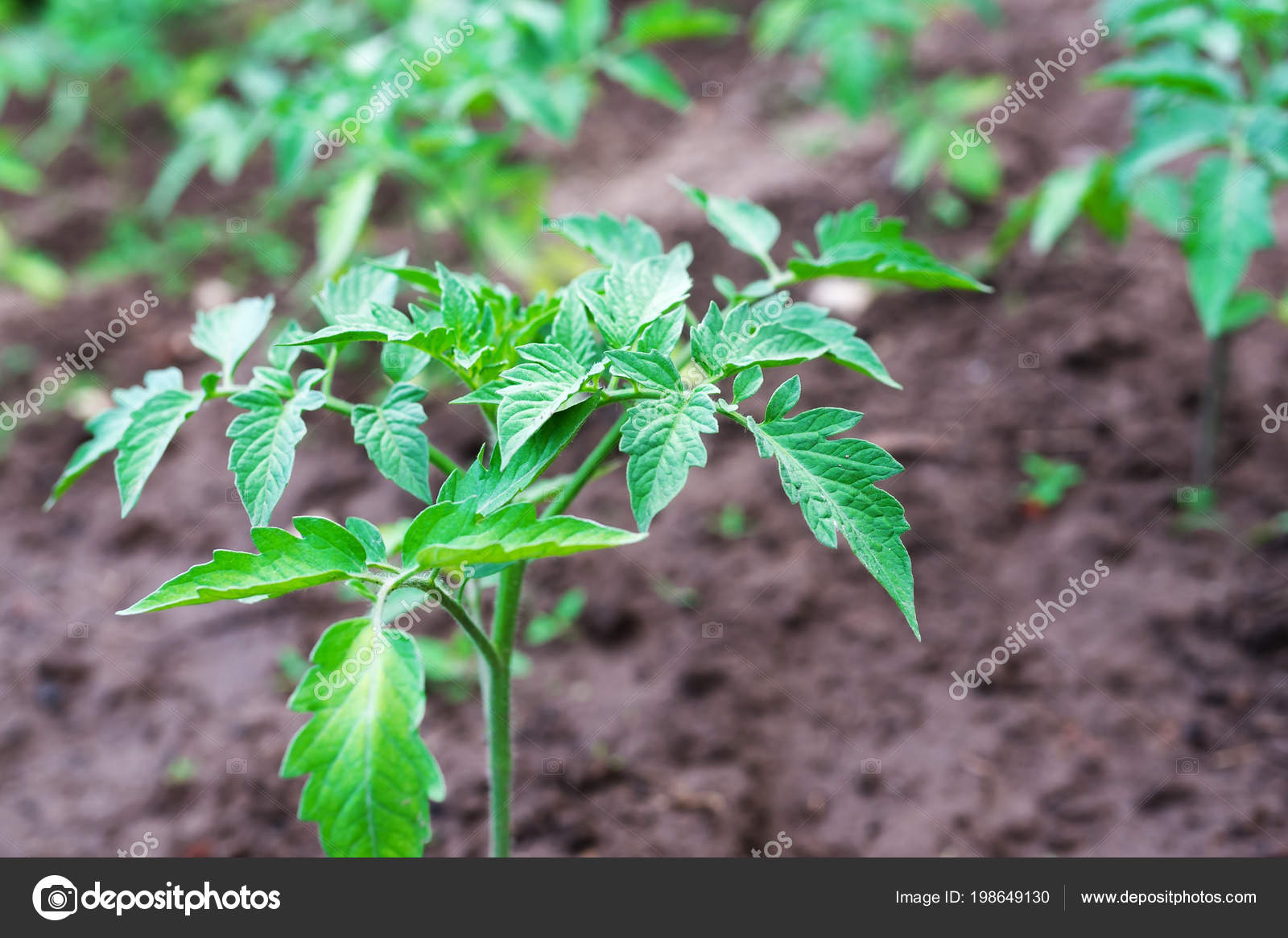 Young Tomato Plants Open Ground Vegetable Garden Growing Tomato Kitchen ...