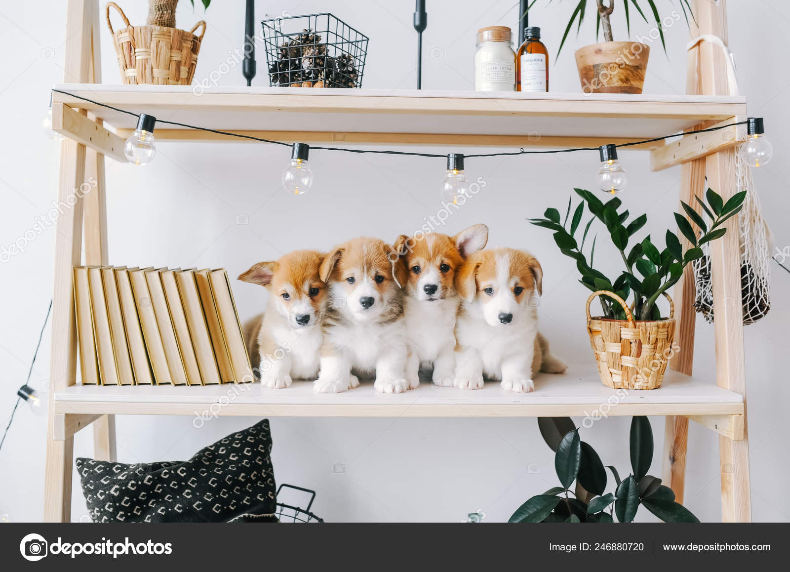 Group Beautiful Puppies Bookshelf Home Background Horizontal Photo ...