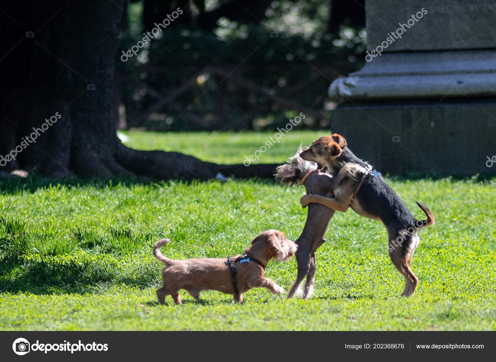 Happy Dogs Playing Grass Park Stock Photo by ©vpardi 202368676