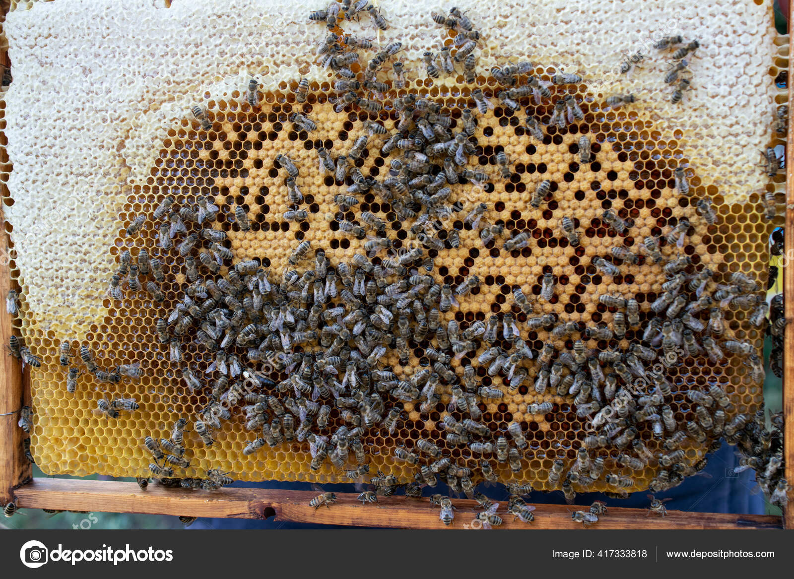 Bee Wooden Frame Bees Honeycomb Honey Wax Cells Many Insects — Stock ...