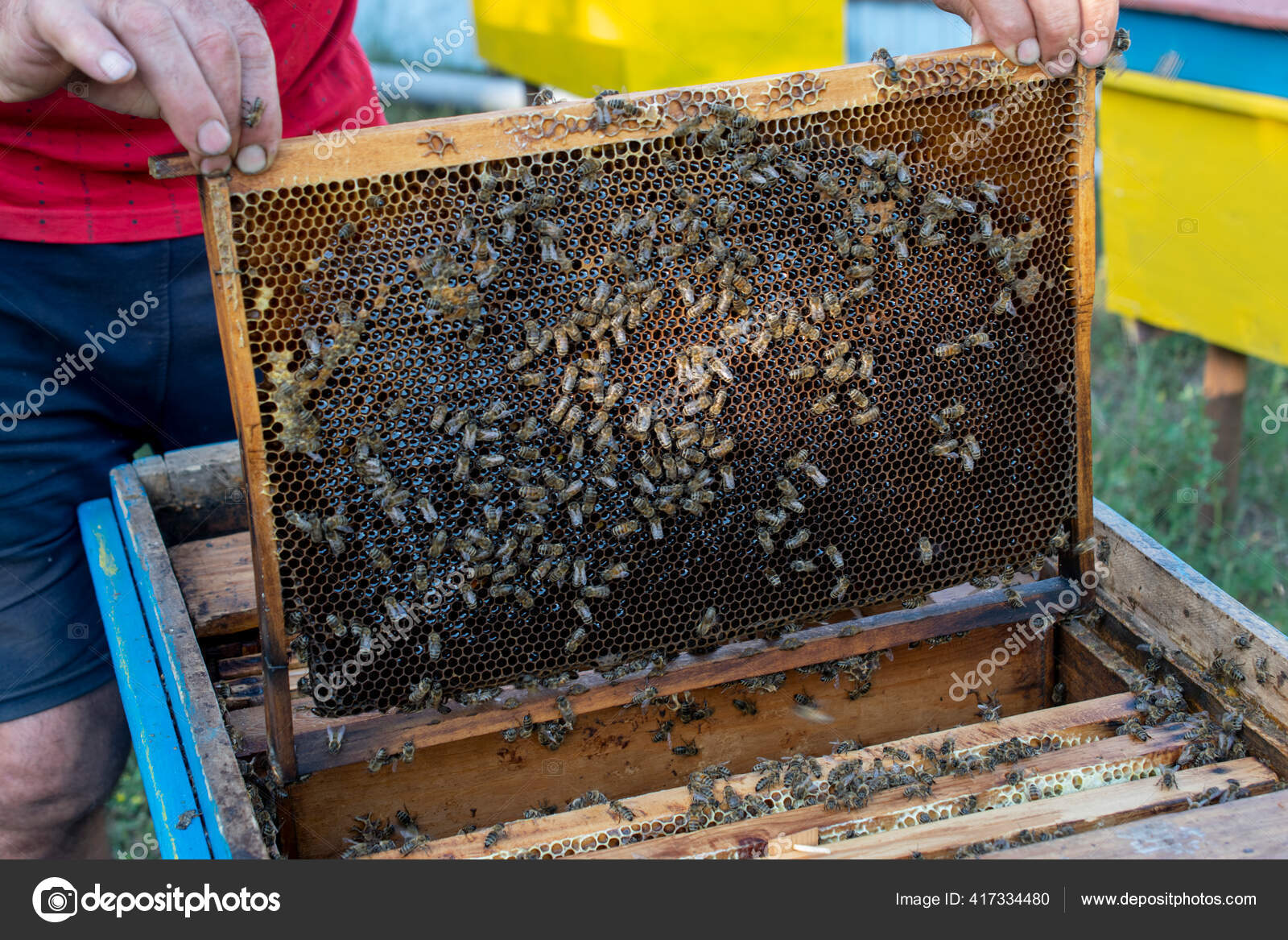 Bee Wooden Frame Bees Honeycomb Honey Wax Cells Many Insects — Stock ...