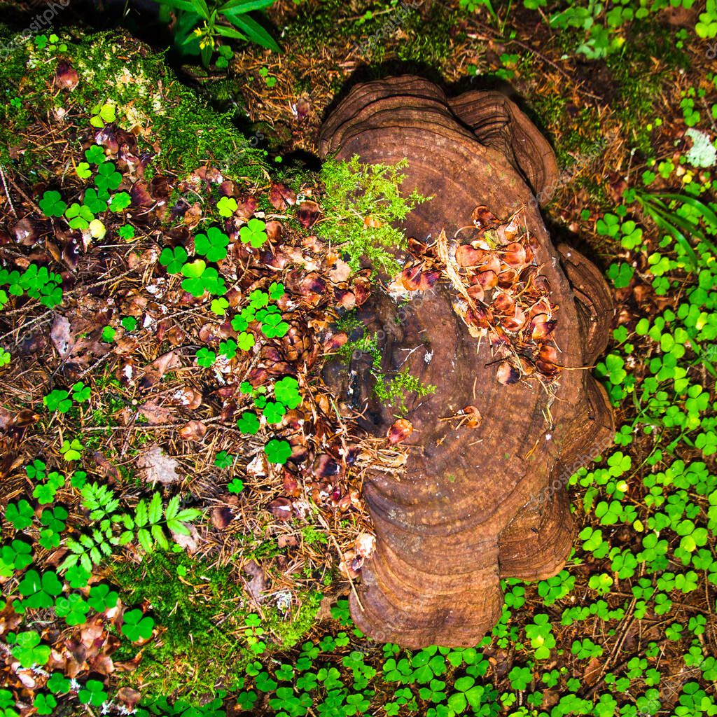 Un hongo conocido como chaga, que crece en la corteza de abedul en el ...