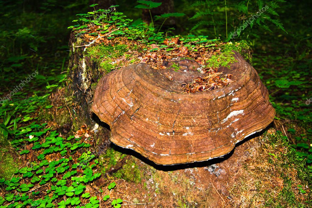 Un hongo conocido como chaga, que crece en la corteza de abedul en el ...