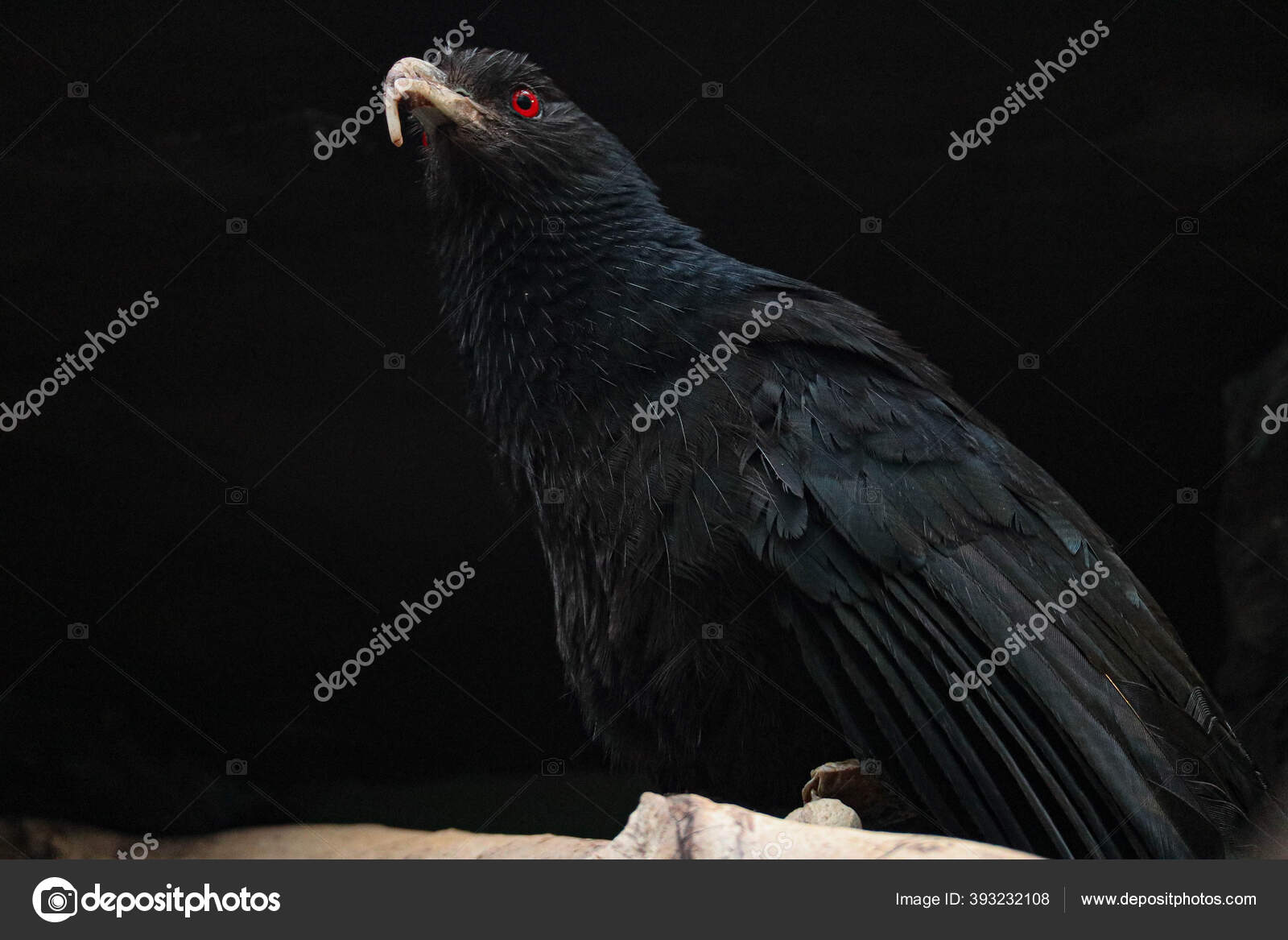 Clawed Black Cuckoo Red Eyes — Stock Photo © Grace800 #393232108