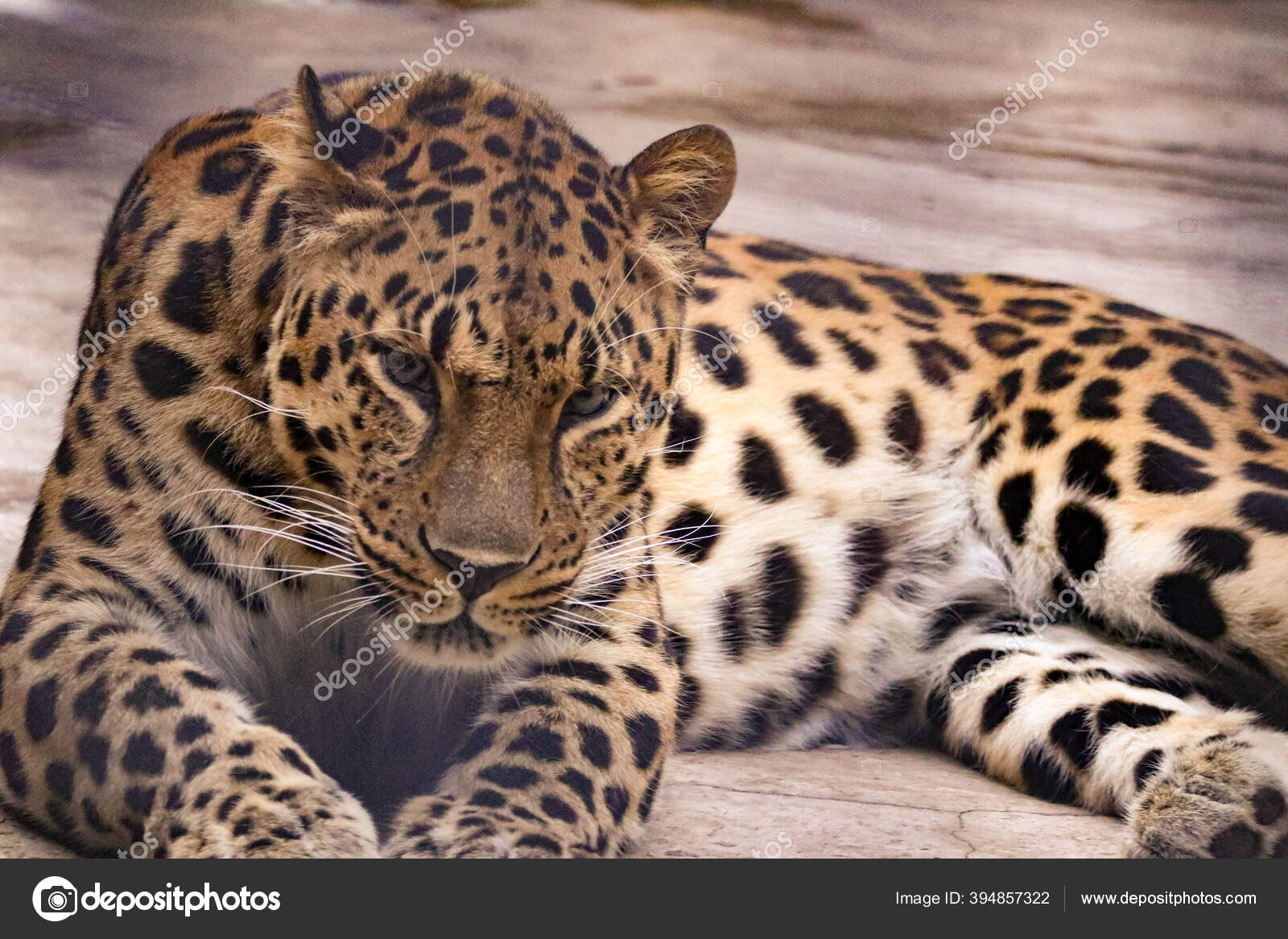 Beautiful Spotted Leopard Predatory Look — Stock Photo © Grace800 ...