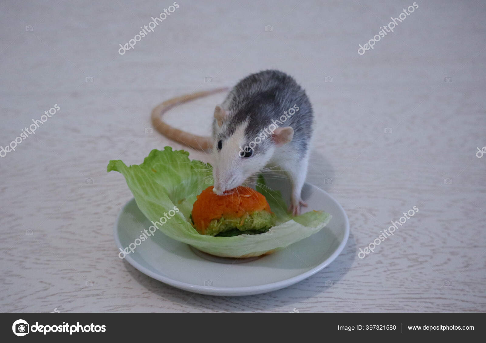 Black White Decorative Rat Dumbo Ears Eats Assorted Vegetables ...