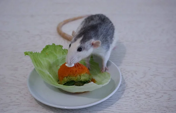 Salade muis Stock Photos, Royalty Free Salade muis Images | Depositphotos