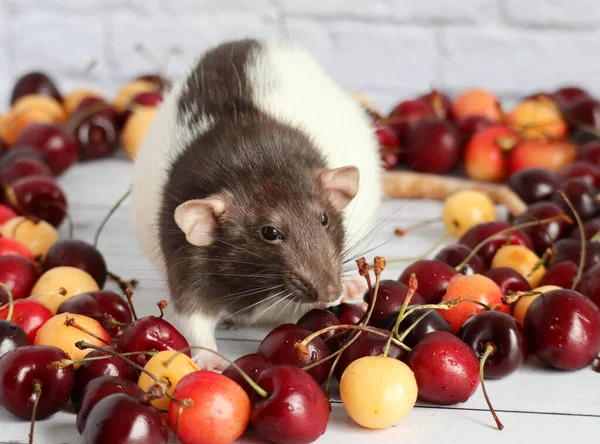 Rat et raisins images libres de droit, photos de Rat et raisins ... Rat et raisins images libres de droit, photos de Rat et raisins ...