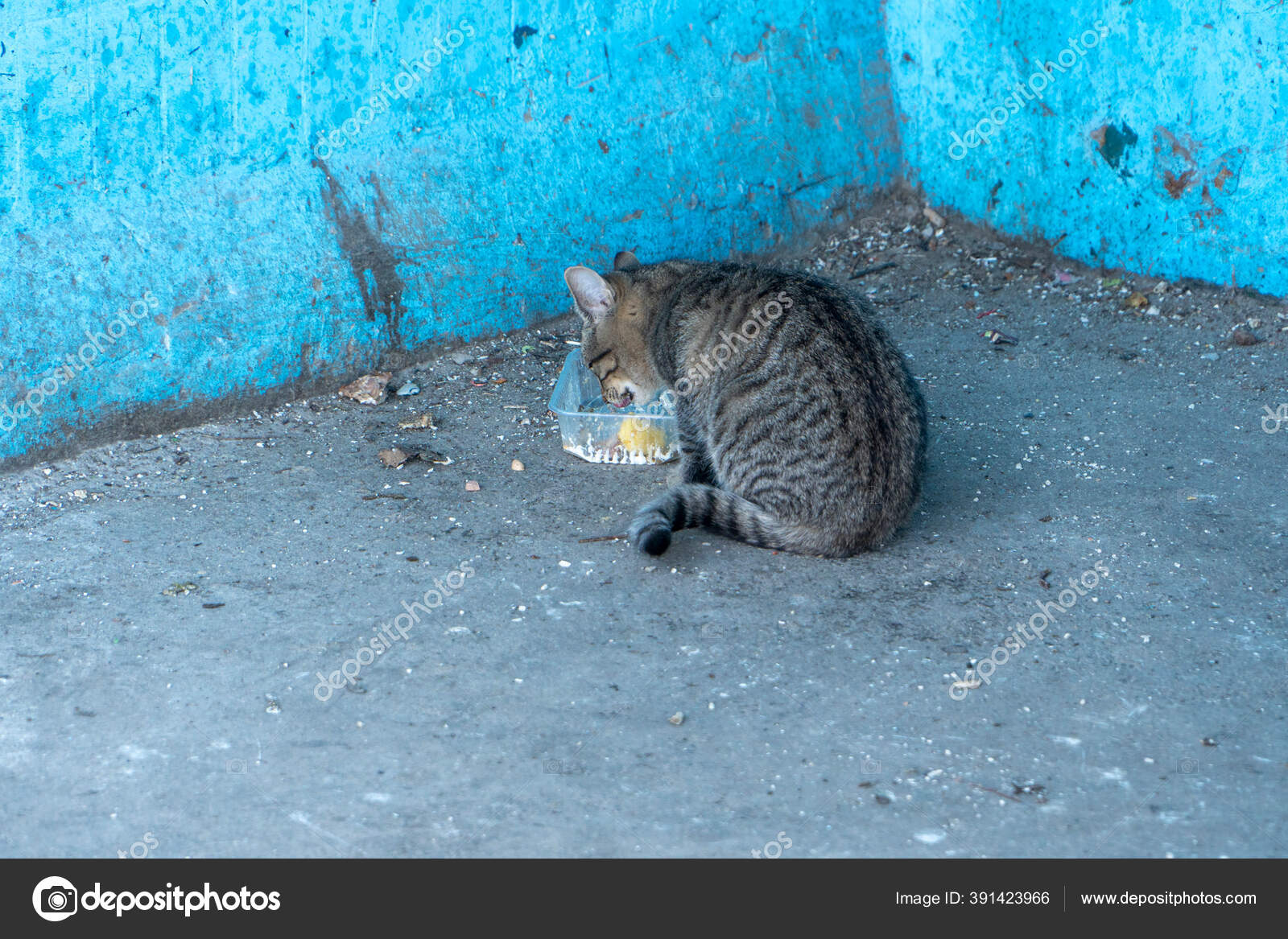 Tabby Cat Eating Asphalt Blue Concrete Wall Apartment Building Gray ...