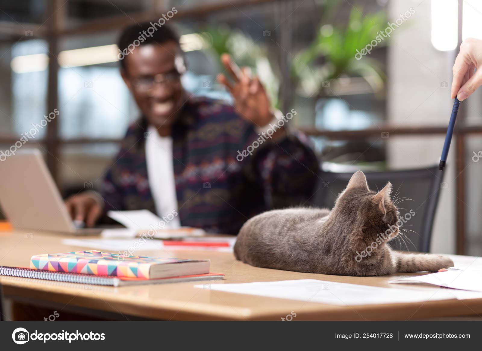 Grey cat sitting on a computer table near his owner Stock Photo by ...