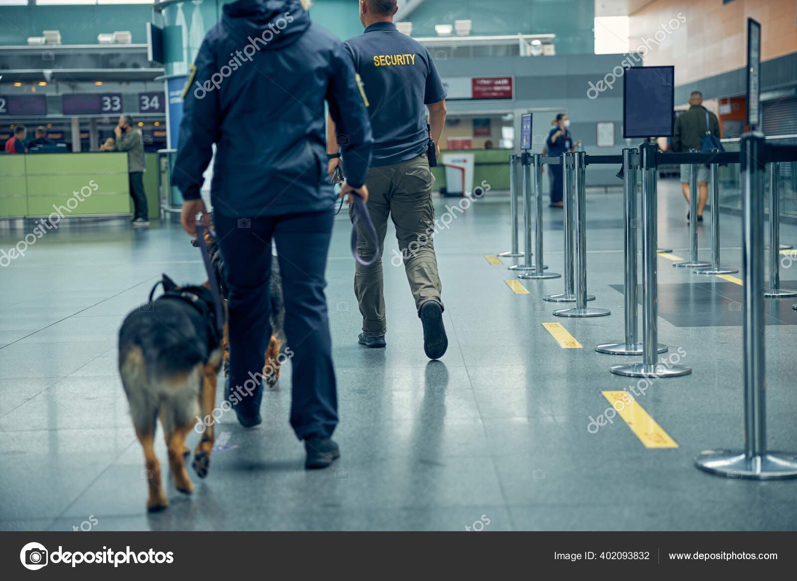 Security workers with German Shepherd dogs walking at airport Stock ...