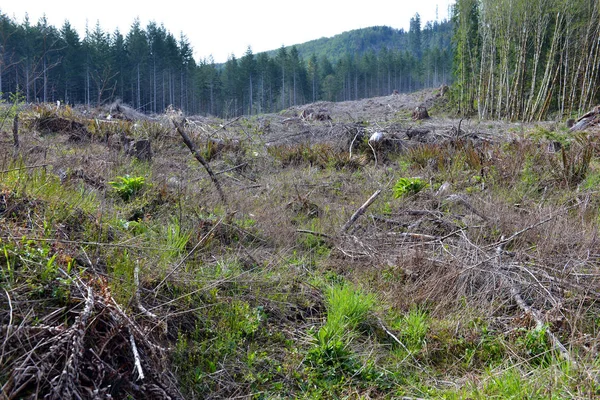 Clear Cut Land Felled Trees Tree Stumps Reflecting Deforestation Once ...