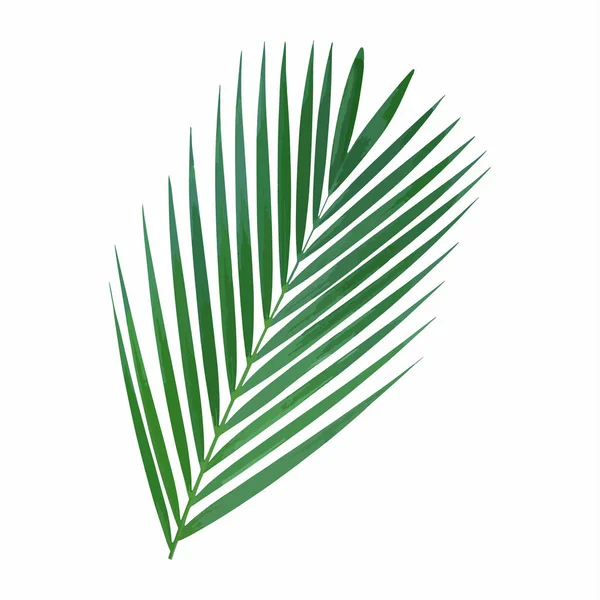 100,000 Palm leaf logo Vector Images | Depositphotos