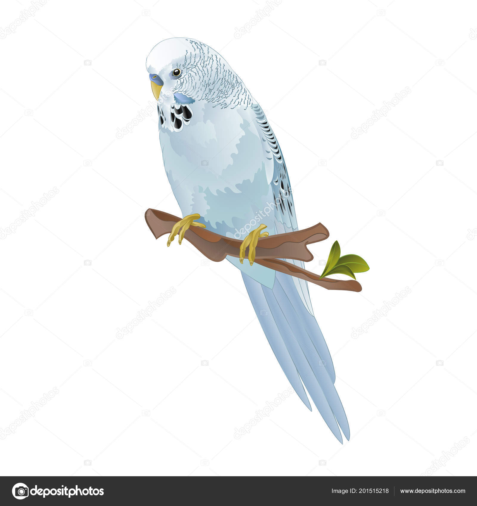 Budgerigar Pájaro Perico Mascota Azul Periquito Concha Casa Mascota ...