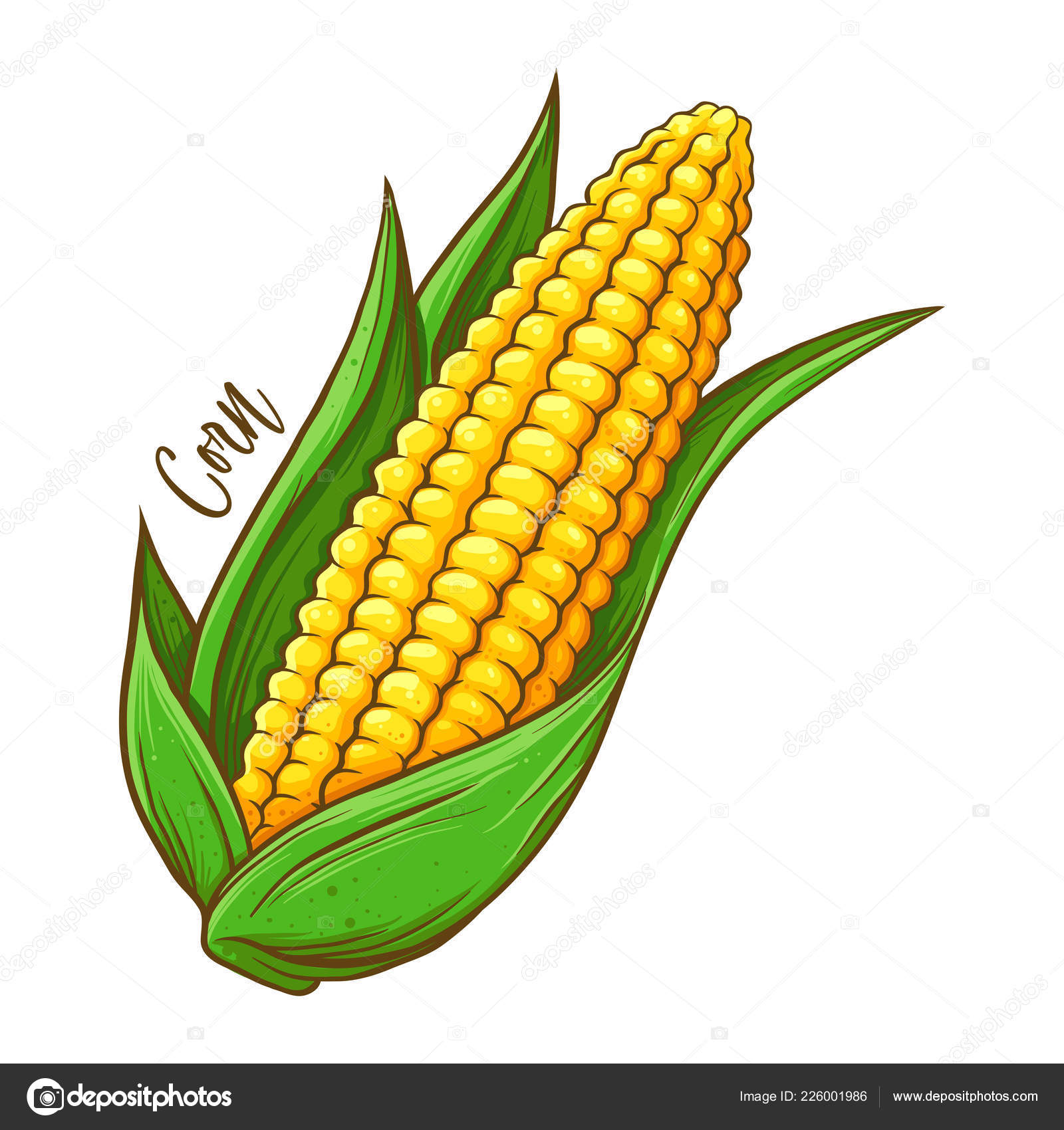 Corn Cob Illustration