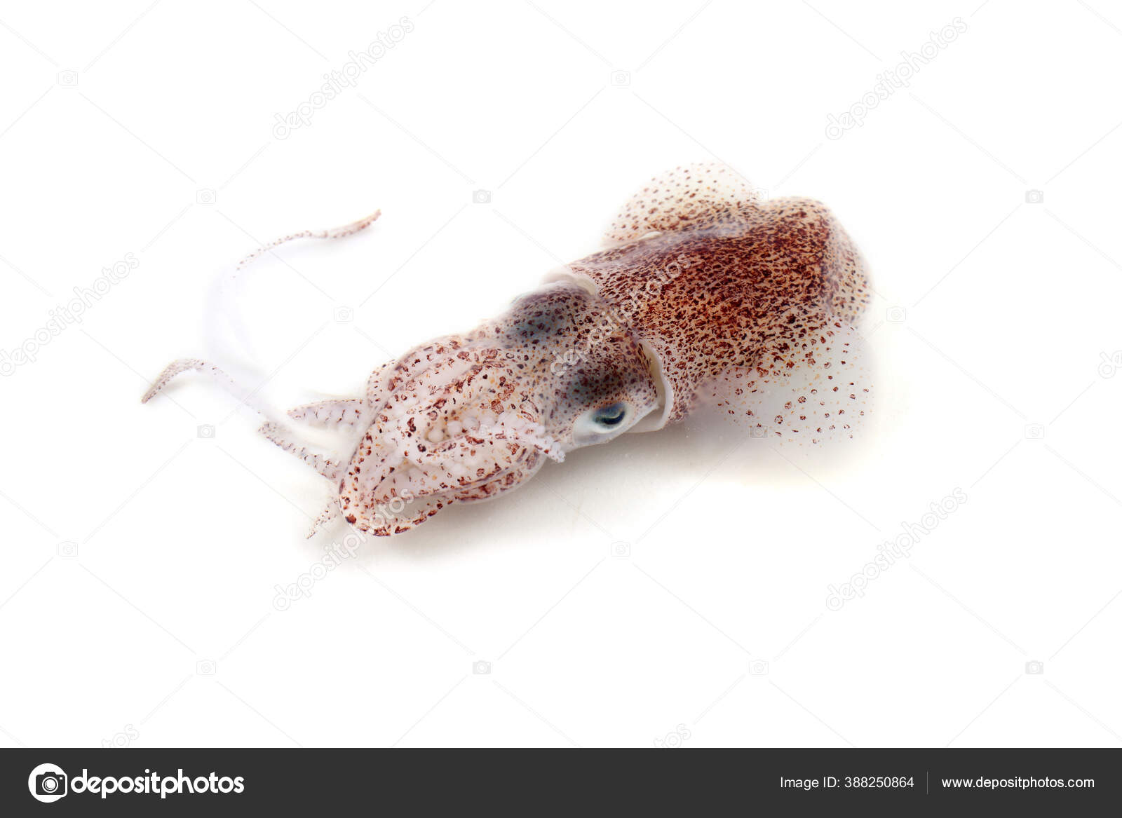 Little Cuttlefish Isolated White — Stock Photo © Konovalenko #388250864