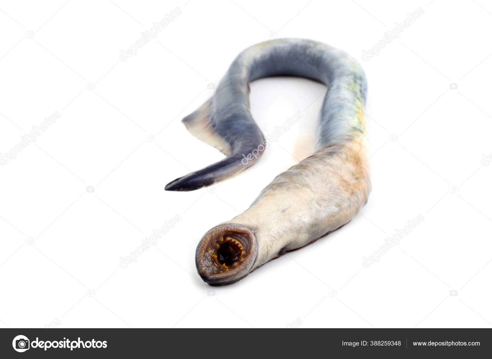 Lamprey Fish Vampire Drinks Fish Blood Fish Delicacy — Stock Photo ...