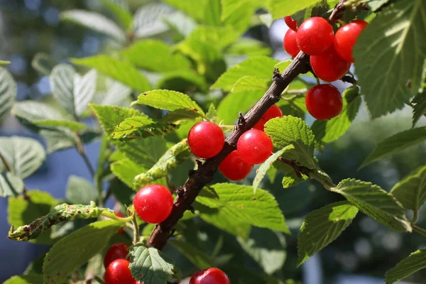 Manchu cherry Stock Photos, Royalty Free Manchu cherry Images ...