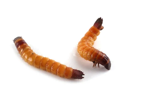 Rose worm Stock Photos, Royalty Free Rose worm Images | Depositphotos