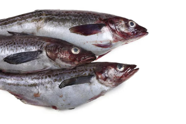 White fish haddock Stock Photos, Royalty Free White fish haddock Images ...