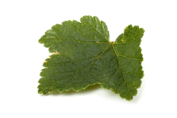 Feuille de cassis images libres de droit, photos de Feuille de cassis ...