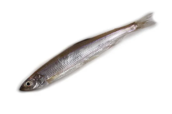 Smelt fish Stock Photos, Royalty Free Smelt fish Images | Depositphotos