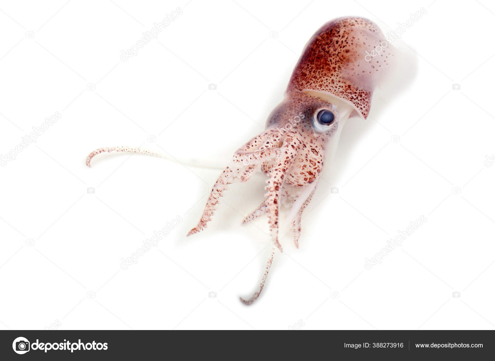 Little Cuttlefish Isolated White — Stock Photo © Konovalenko #388273916