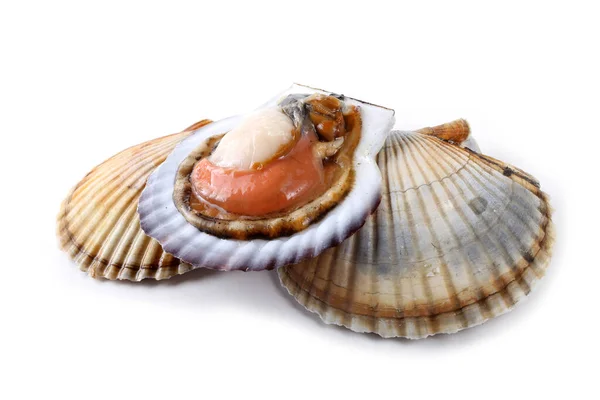 Scallop seashell grilled seafood Stock Photos, Royalty Free Scallop ...