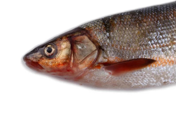 Snapper Stock Photos, Royalty Free Snapper Images | Depositphotos