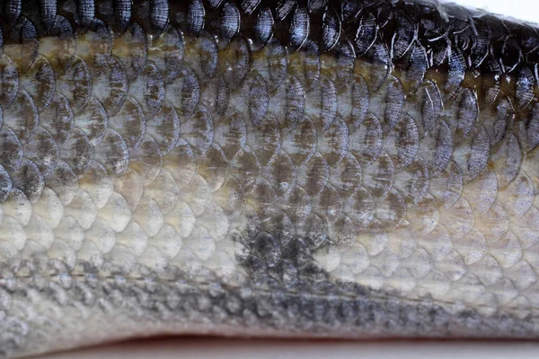 Cara de peixe closeup Stock Photos, Royalty Free Cara de peixe closeup ...