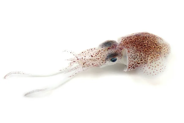 Calamars vivants images libres de droit, photos de Calamars vivants ...