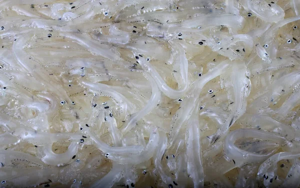 Salangichthys microdon Stock Photos, Royalty Free Salangichthys ...