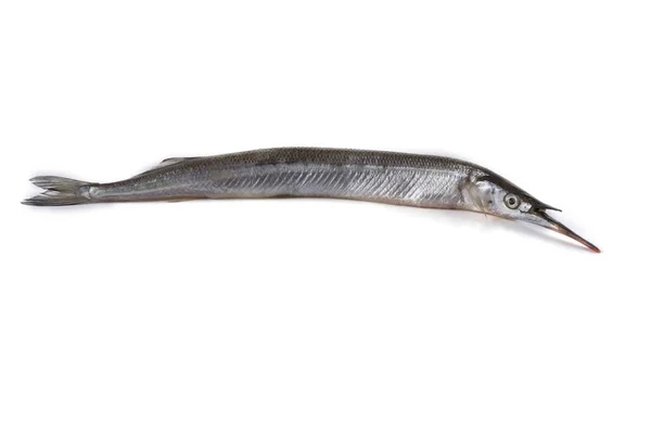 Icefish Stock Photos, Royalty Free Icefish Images | Depositphotos