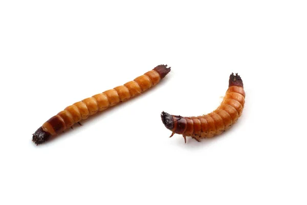 House worms Stock Photos, Royalty Free House worms Images | Depositphotos