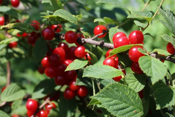 Manchu cherry Stock Photos, Royalty Free Manchu cherry Images ...