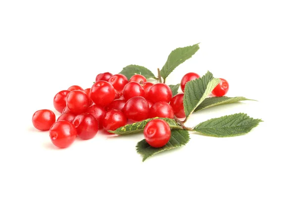 Manchu cherry Stock Photos, Royalty Free Manchu cherry Images ...