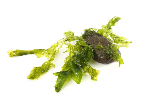 Algas australianas Stock Photos, Royalty Free Algas australianas Images ...