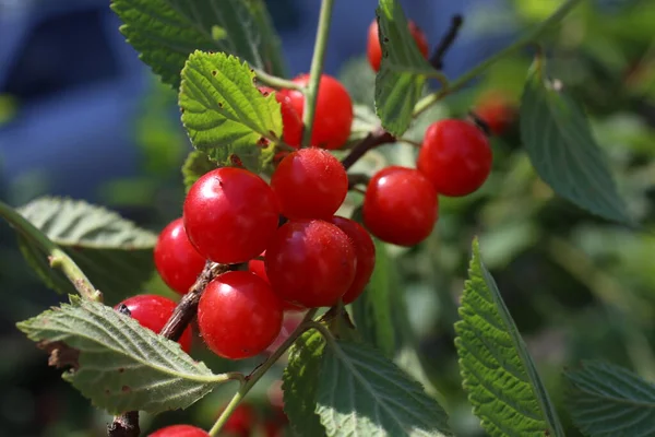 Manchu cherry Stock Photos, Royalty Free Manchu cherry Images ...